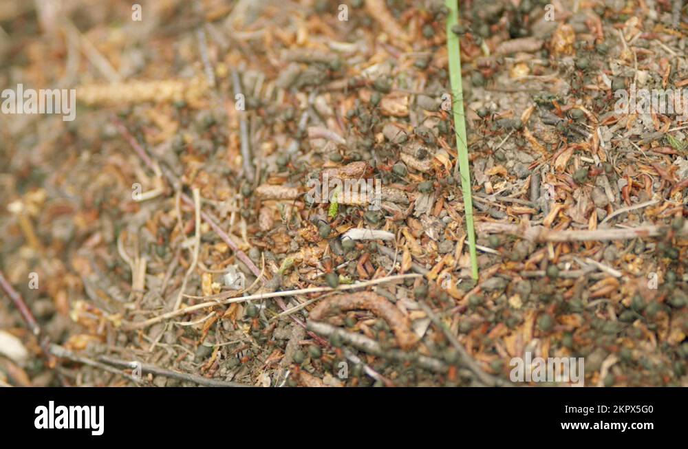 Ants ecosystem Stock Videos & Footage - HD and 4K Video Clips - Alamy