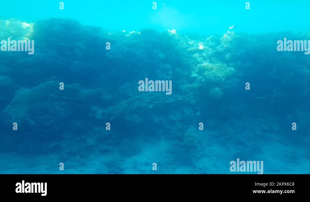 Curacao egypt Stock Videos & Footage - HD and 4K Video Clips - Alamy