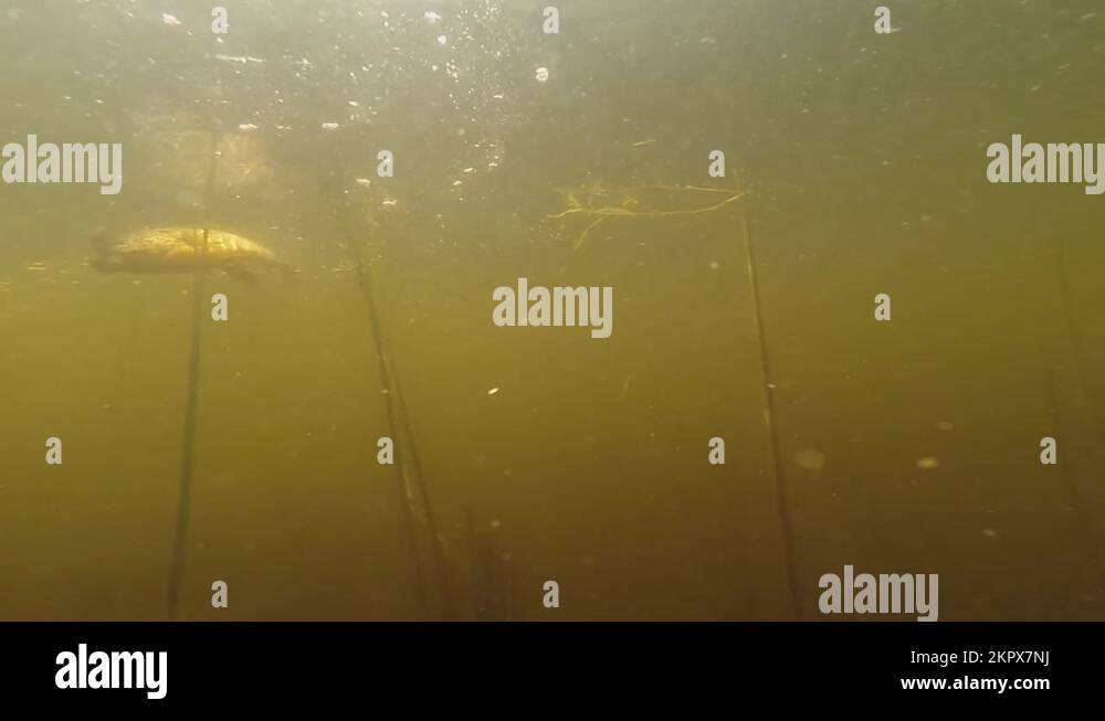 GoPro Underwater Caught Fish Swimming Around At The Bottom Of The Boat ...