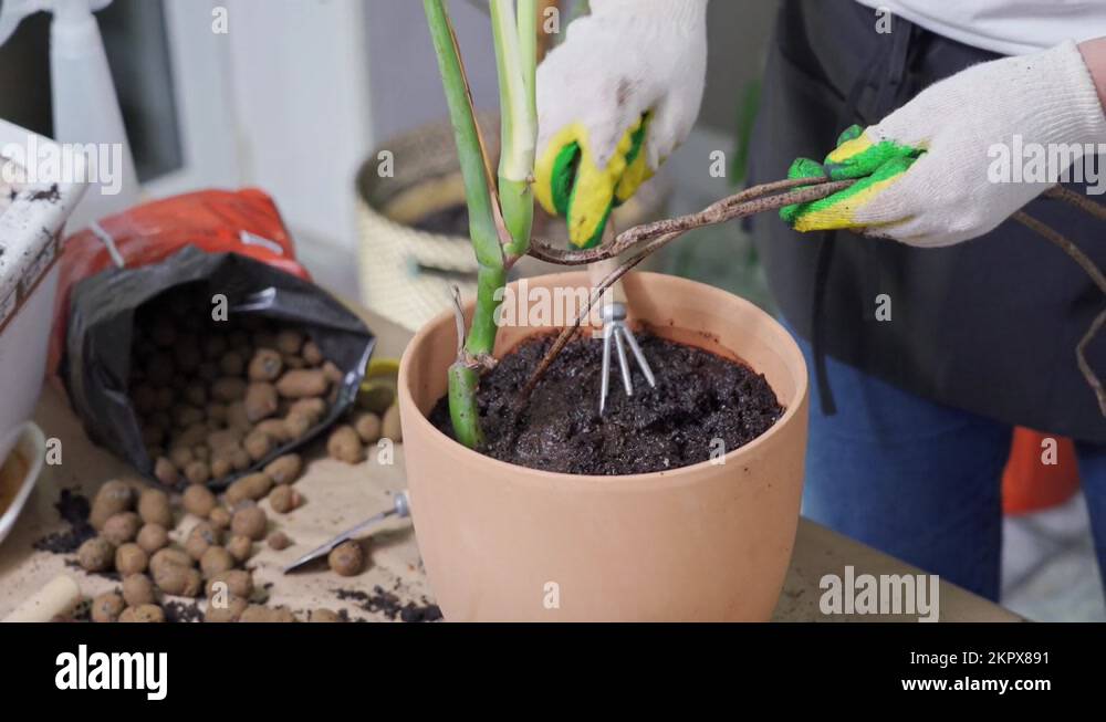 Ground level plant Stock Videos & Footage - HD and 4K Video Clips - Alamy
