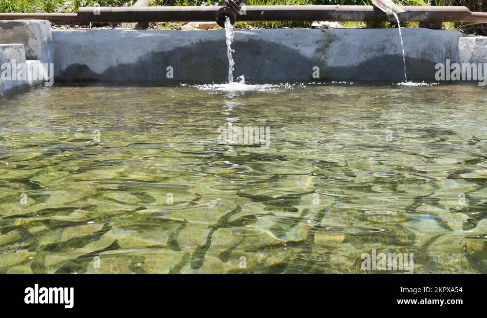 Cultivation of fish in a fish farm in a large reservoir with running ...