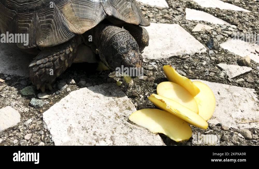 Voracious Stock Videos & Footage - HD and 4K Video Clips - Alamy