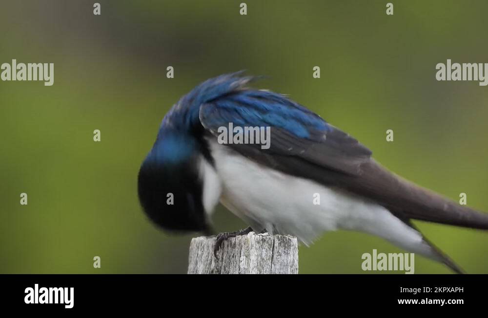 Blue and white bird Stock Videos & Footage - HD and 4K Video Clips - Alamy