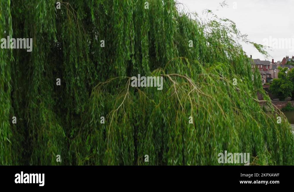 Chester birds Stock Videos & Footage - HD and 4K Video Clips - Alamy