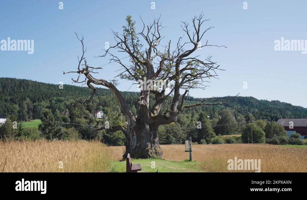 A thousand-year-old oak tree in the middle of the farm field. Slow ...
