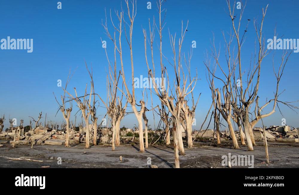 Curious sight of barren dead trees after flooding of town, Epecuen ...