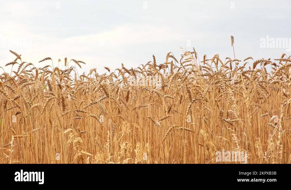 Field barley farming harvest Stock Videos & Footage - HD and 4K Video ...