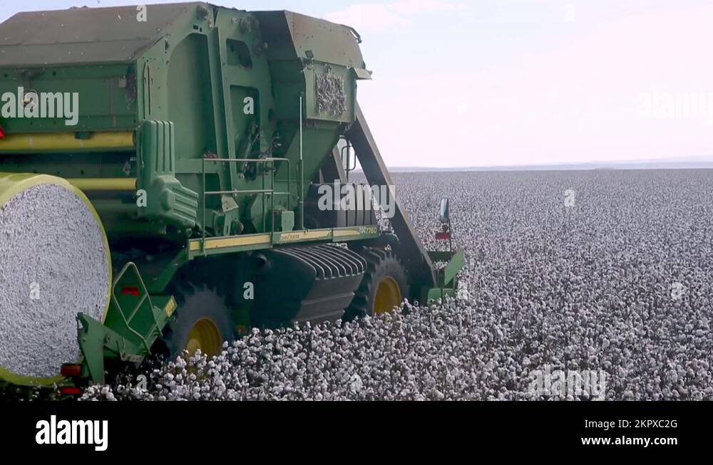 Driving in the shaky cabin of a tractor harvester cotton picker in ...