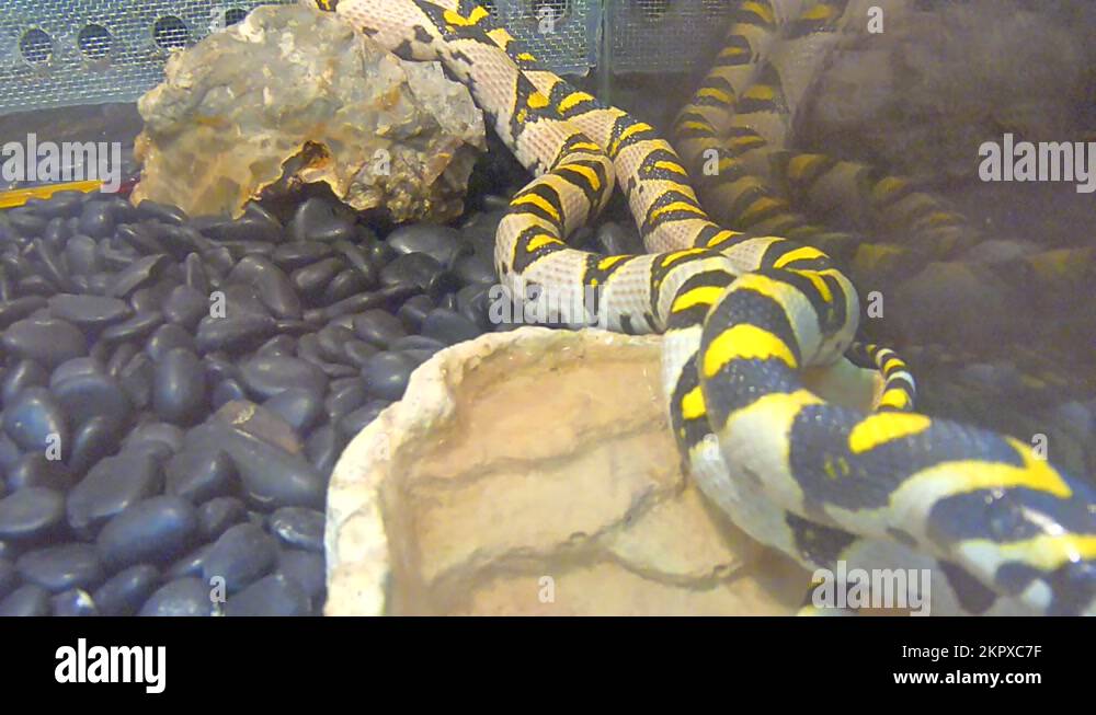 Snakes environment Stock Videos & Footage - HD and 4K Video Clips - Alamy