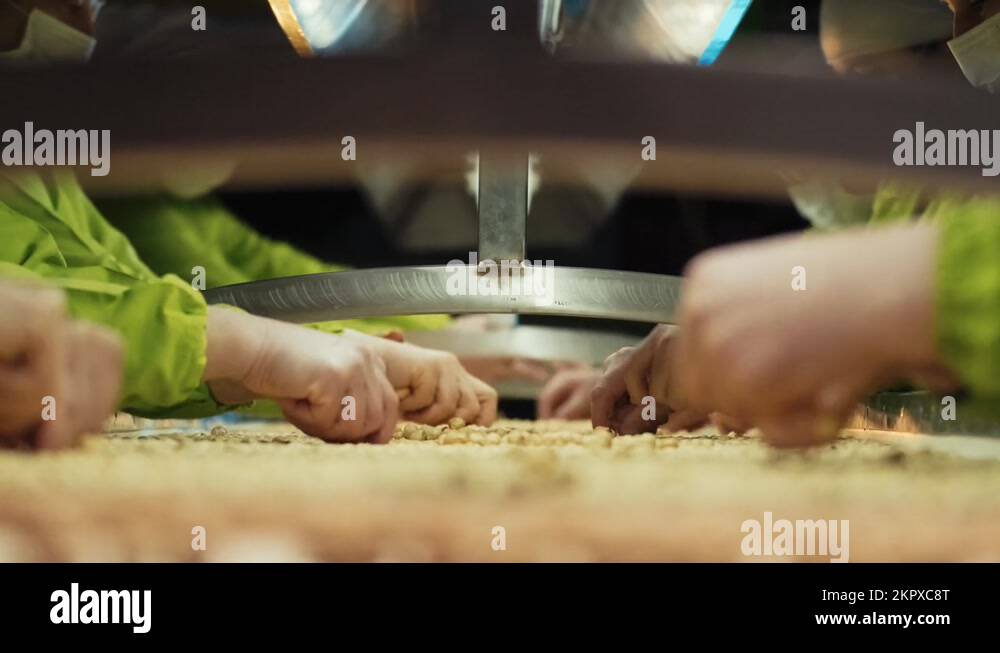 Women workers sort hazel nuts by hand according to size and quality the ...