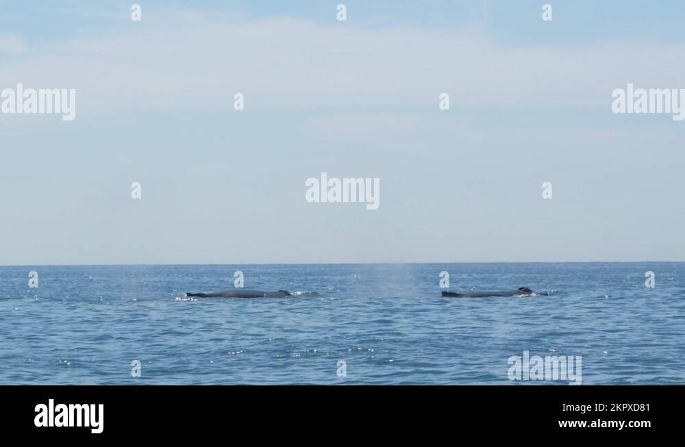 Two big humpback whales breach and come up for air on the surface and ...