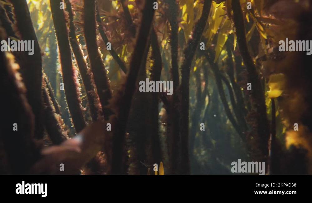 Algae forest growing underwater with rays of sunshine glowing, handheld ...