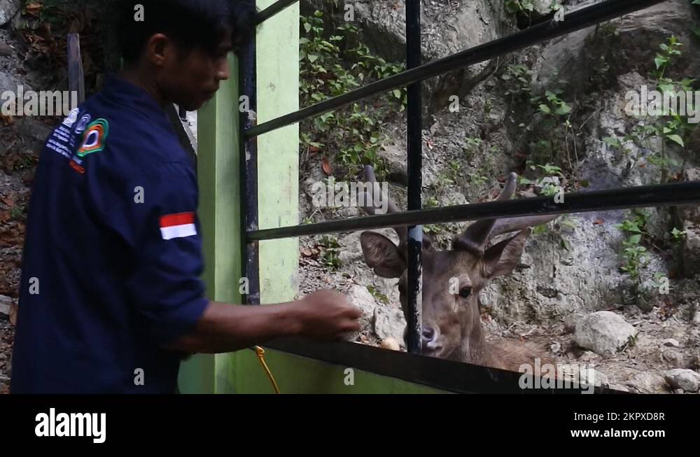 Officer zoo Stock Videos & Footage - HD and 4K Video Clips - Alamy