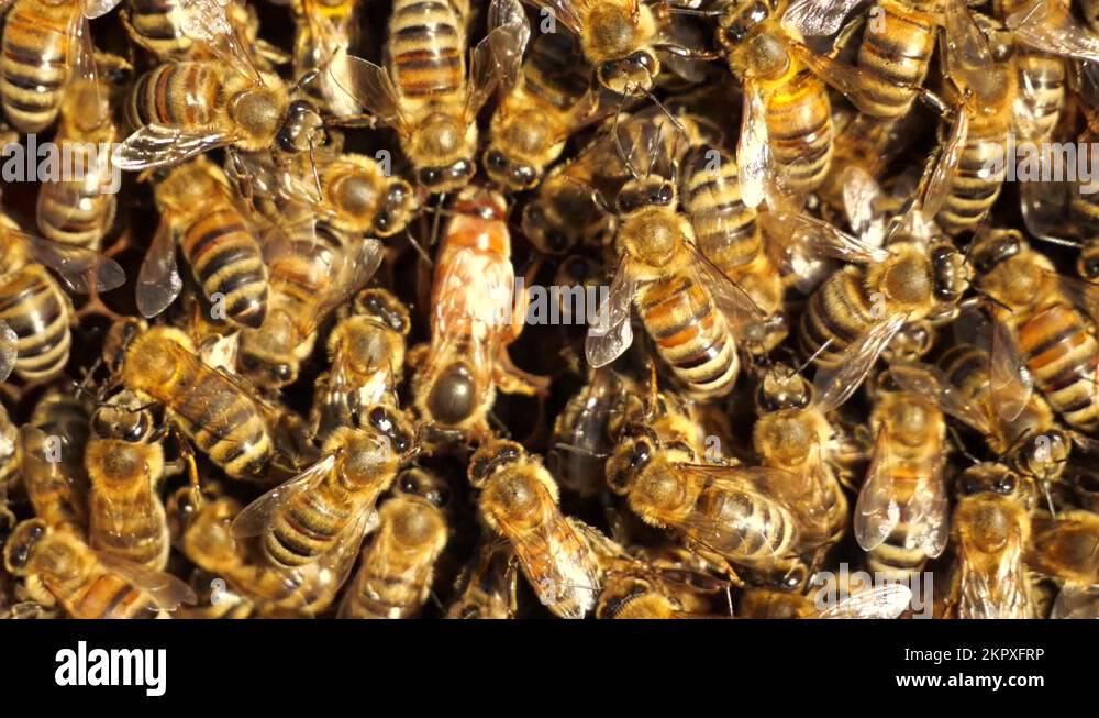 Queen Bee lays eggs in a honeycomb Stock Video Footage - Alamy