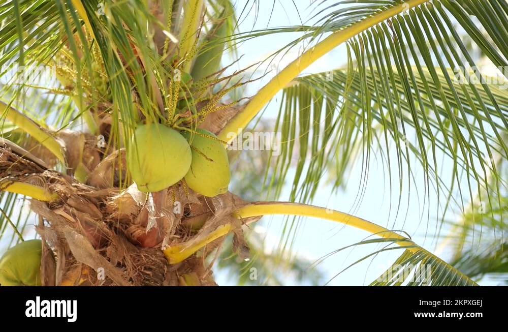 Young coconuts Stock Videos & Footage - HD and 4K Video Clips - Alamy