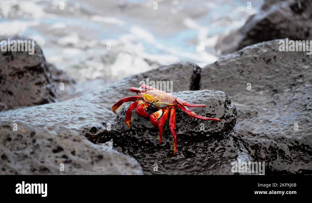 Lava crab Stock Videos & Footage - HD and 4K Video Clips - Alamy