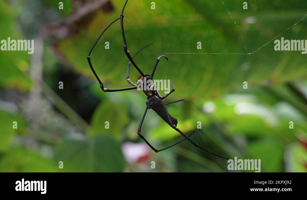 Orb weaver spider side view Stock Videos & Footage - HD and 4K Video ...