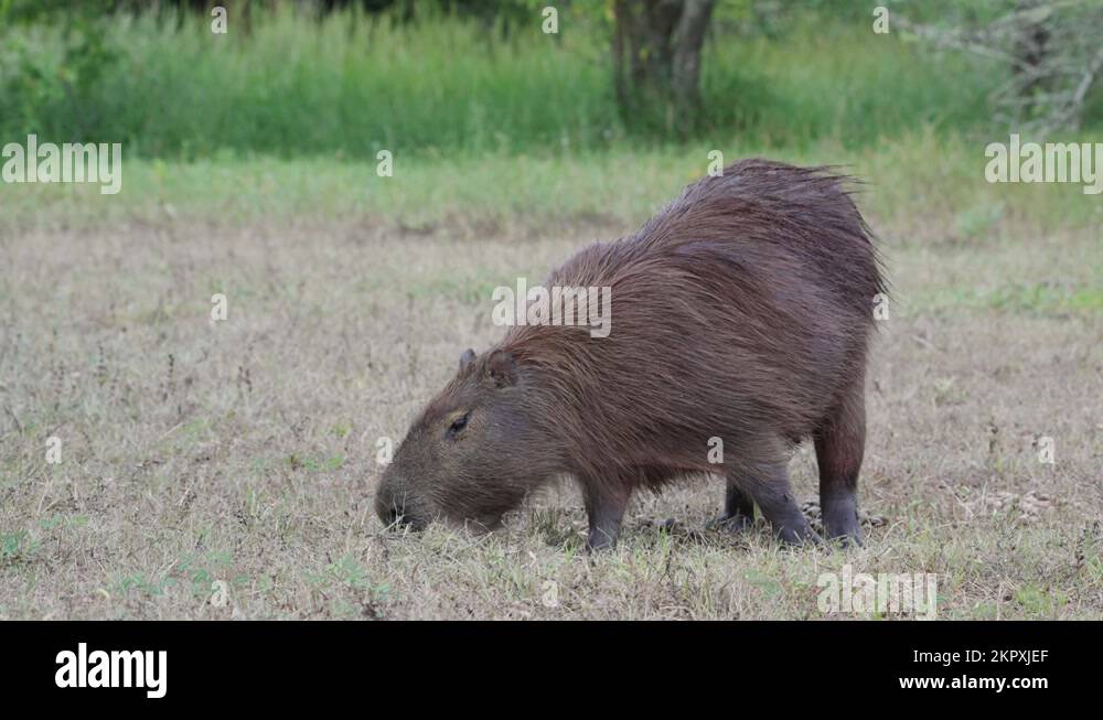 Fluffy rodent Stock Videos & Footage - HD and 4K Video Clips - Alamy