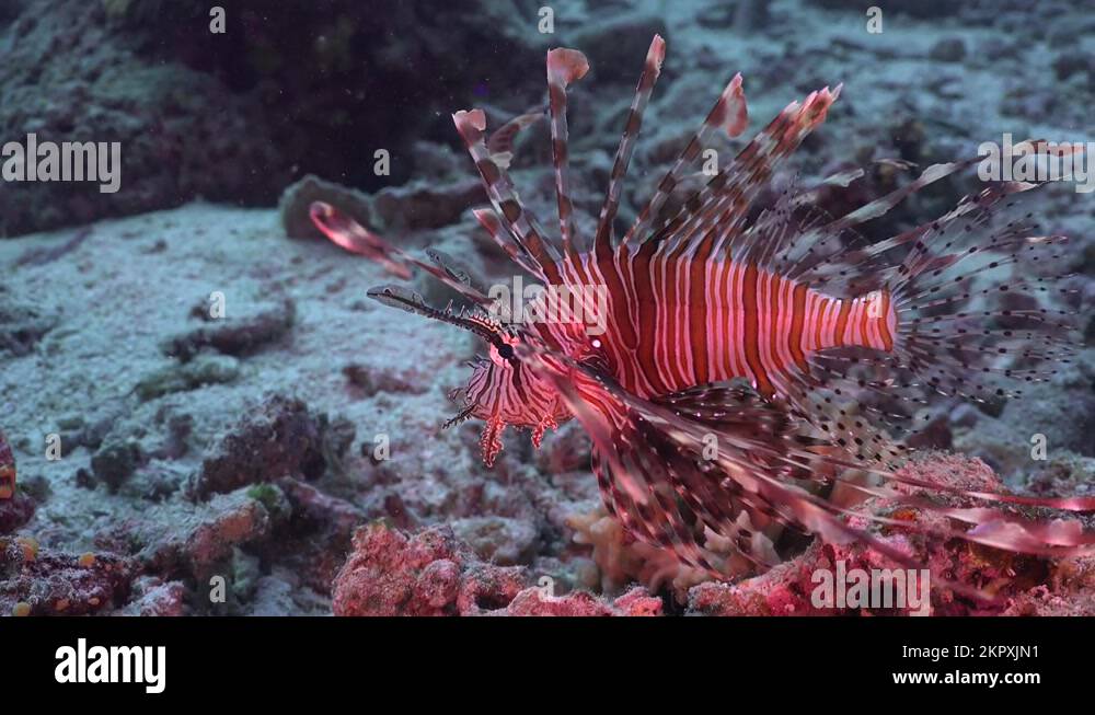 Lionfish swimming over sandy coral reef in the Philippines Stock Video ...