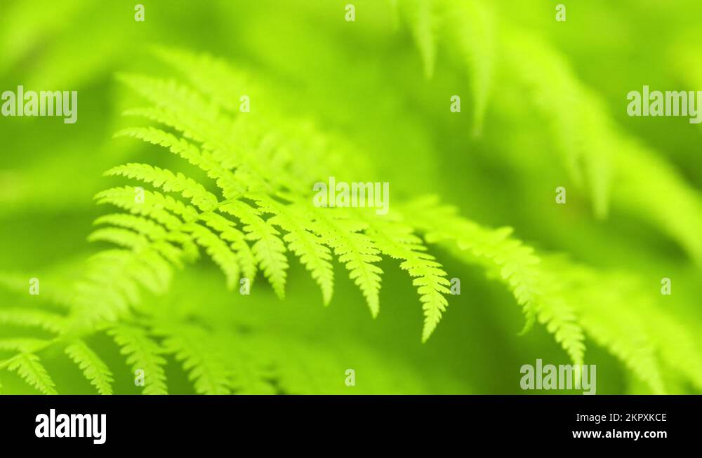 Fern wallpaper leaves Stock Videos & Footage - HD and 4K Video Clips ...