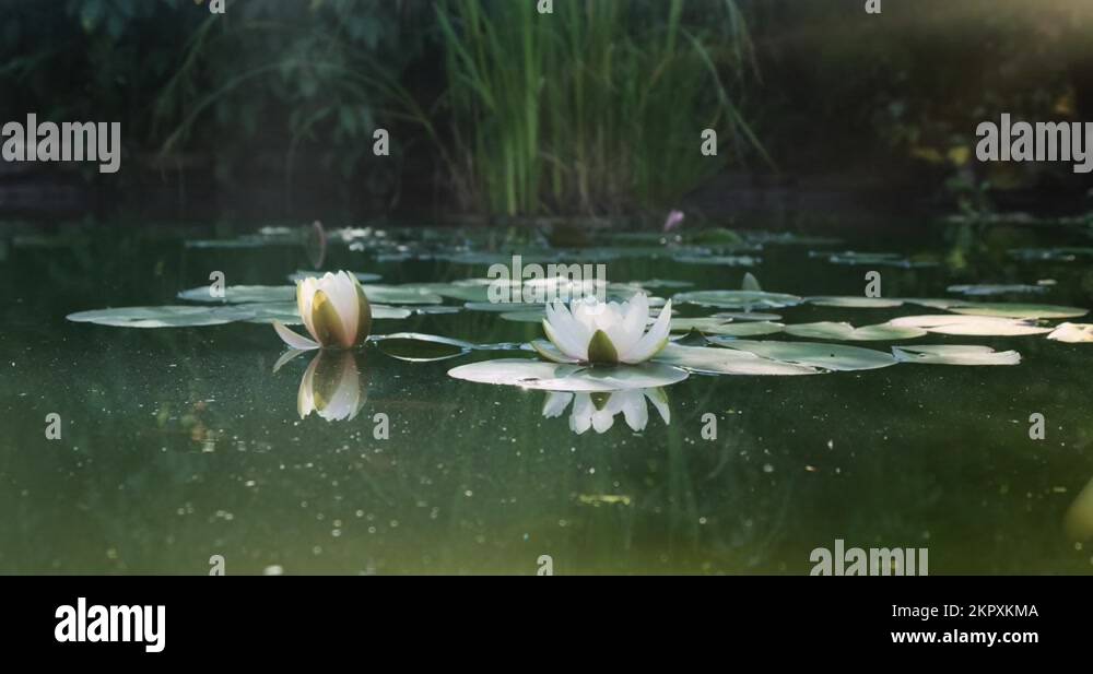 Fairy lilly Stock Videos & Footage - HD and 4K Video Clips - Alamy