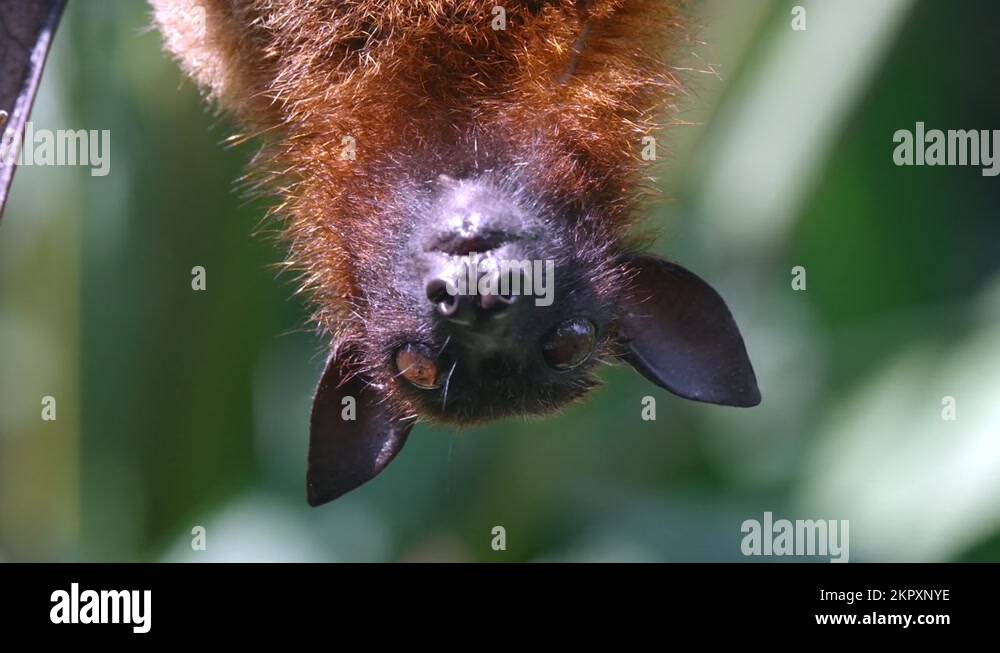 Large Flying Fox Hanging Upside Down While Eating Fruits Then Spit It ...