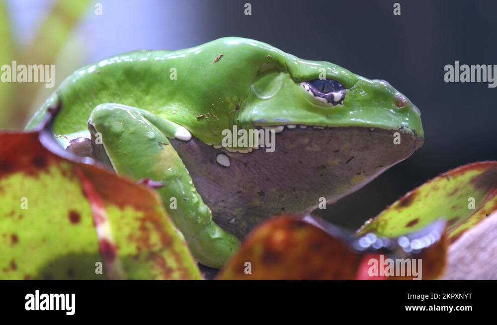 Monkey frog Stock Videos & Footage - HD and 4K Video Clips - Alamy