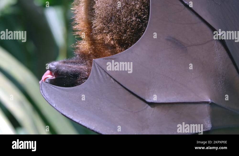 Expanding wing Stock Videos & Footage - HD and 4K Video Clips - Alamy