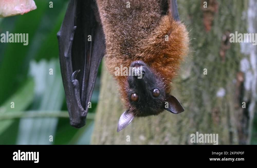 Flying fox eating Stock Videos & Footage - HD and 4K Video Clips - Alamy