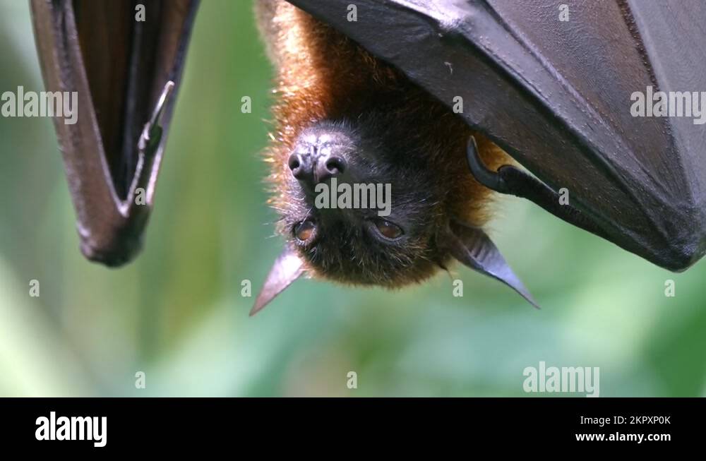 Sleepy Flying Fox Fruit Bat At Daylight Hanging Upside Down On Tree ...
