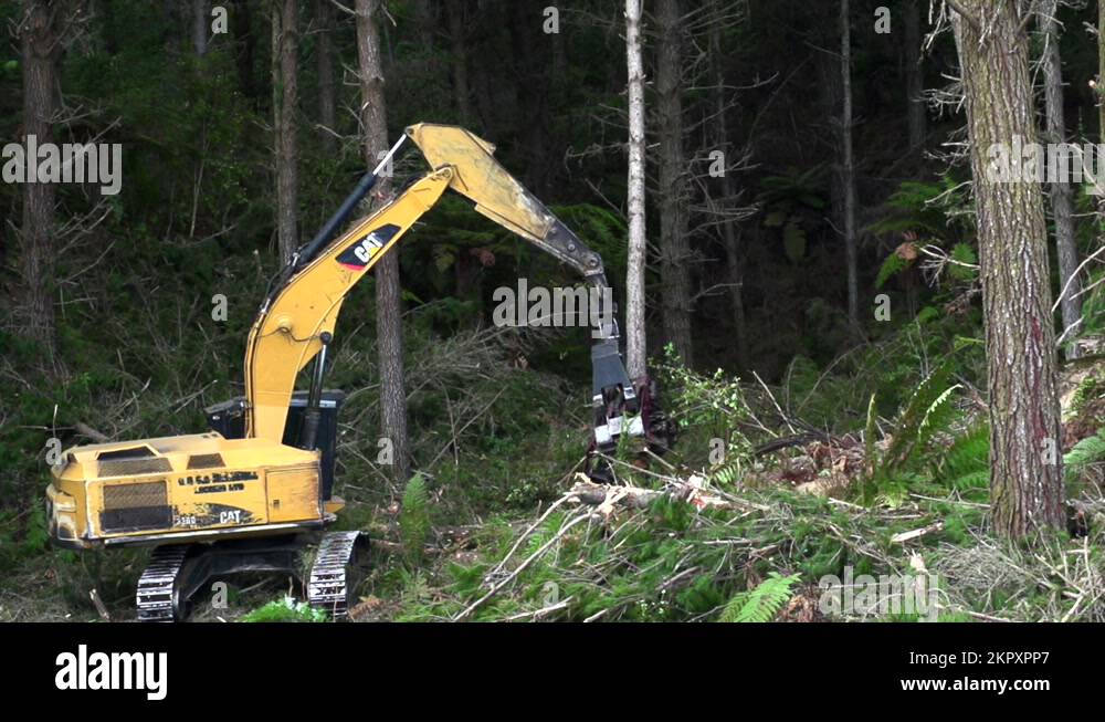 Tree feller Stock Videos & Footage - HD and 4K Video Clips - Alamy