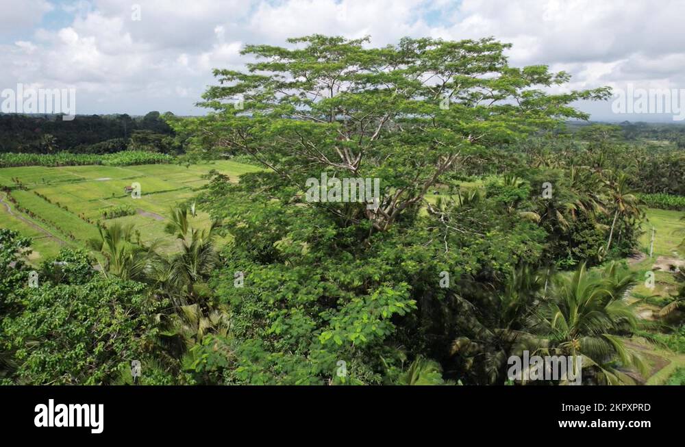Tall tree grow at sunken line in middle of rice fields, aerial orbiting ...