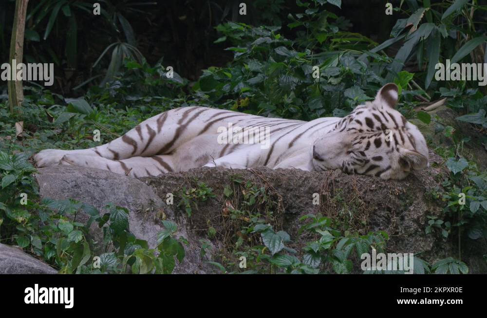 Tiger full body Stock Videos & Footage - HD and 4K Video Clips - Alamy