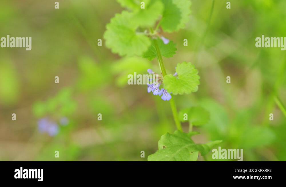 Invasive wildflowers Stock Videos & Footage - HD and 4K Video Clips - Alamy