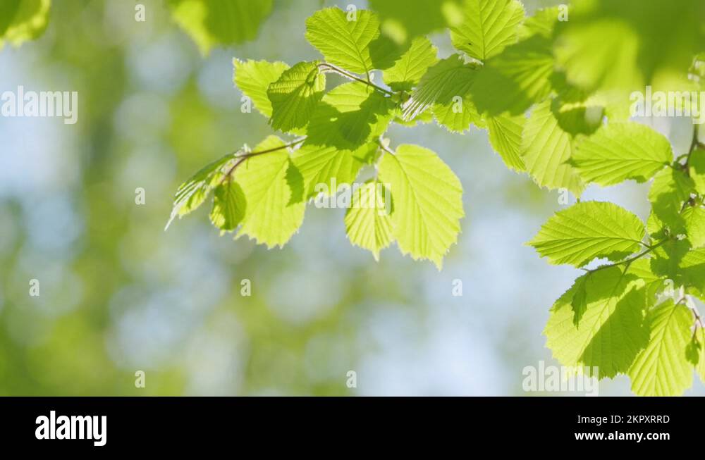 Sun light passing through green leaves. Leaves on a linden tree branch ... Sun light passing through green leaves. Leaves on a linden tree branch ...