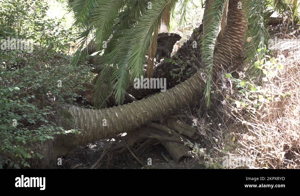 Small rainforest palm tree Stock Videos & Footage - HD and 4K Video ...
