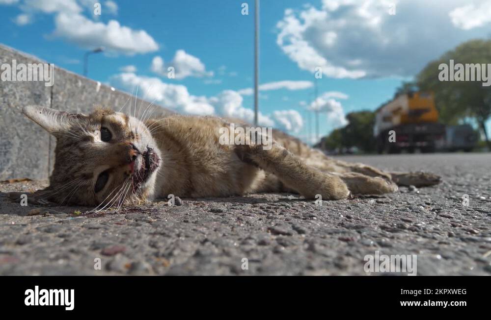 Dead cat lies on highway. Сat ran across the road and was hit by a car ...