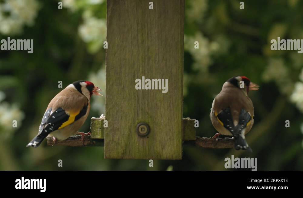 British goldfinches Stock Videos & Footage - HD and 4K Video Clips - Alamy