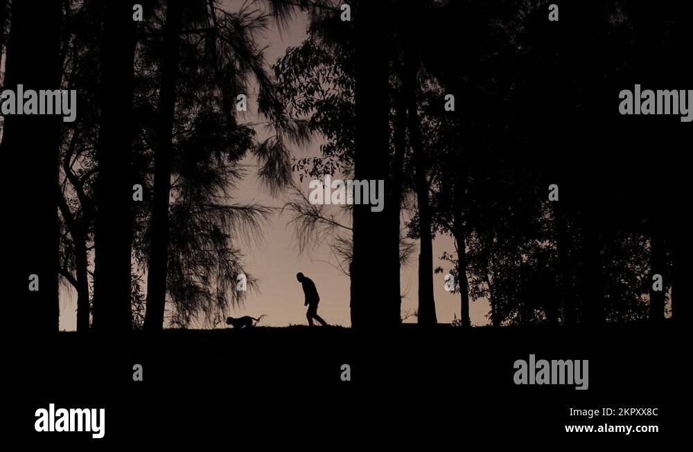Silhouette man making fuss of dogs seen through trees in the evening 4K ...