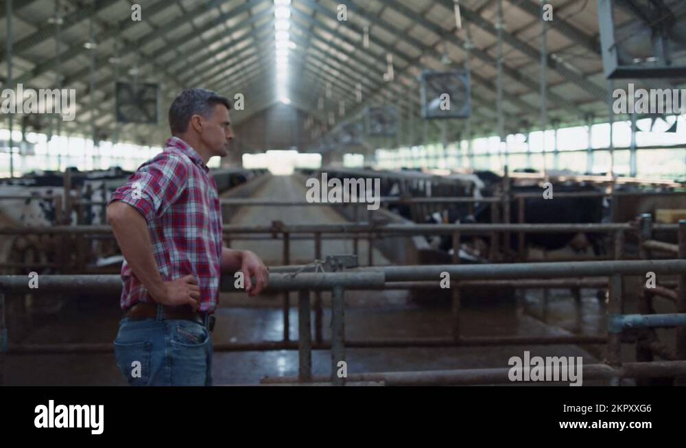 Farm employee controlling dairy production in cowshed looking livestock ...