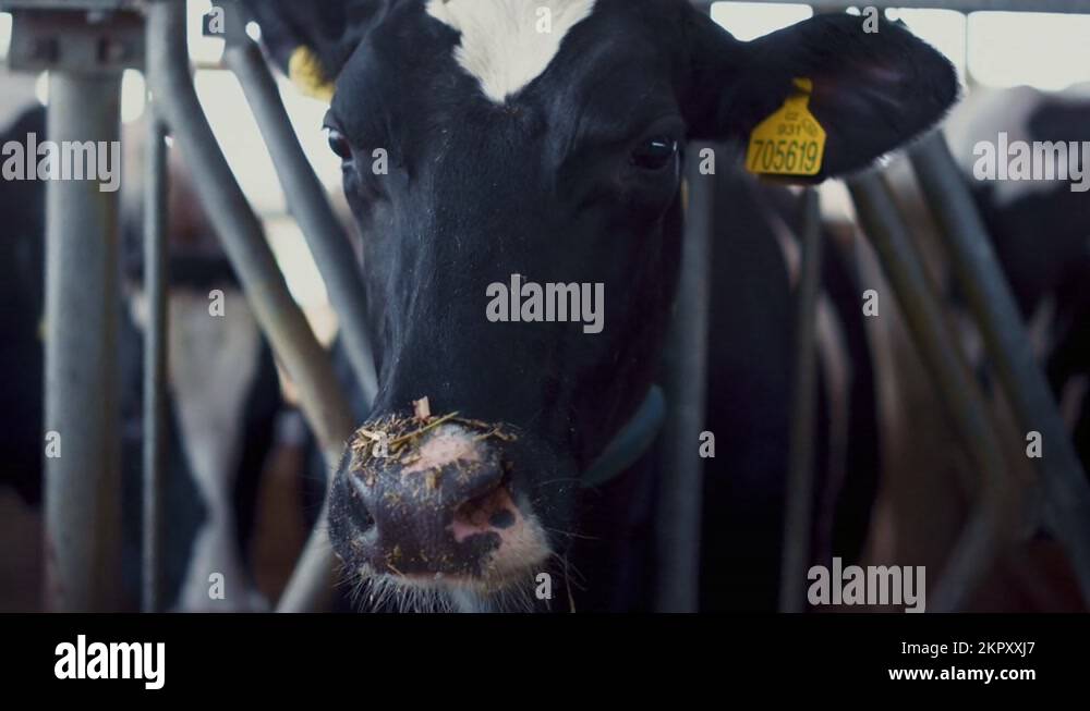 Closeup cow looking camera standing in paddock cattle facility ...