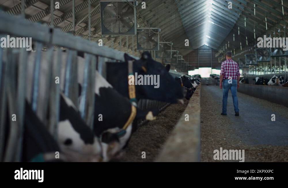 Farm specialist walking cowshed checking feeding cows. Farmer ...