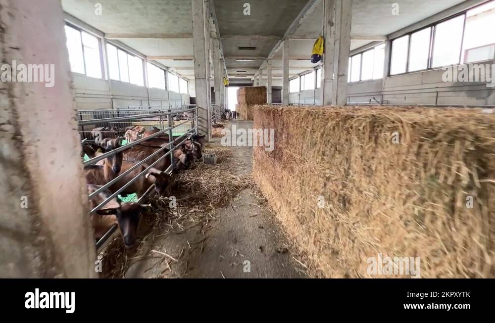 Fur bales Stock Videos & Footage - HD and 4K Video Clips - Alamy