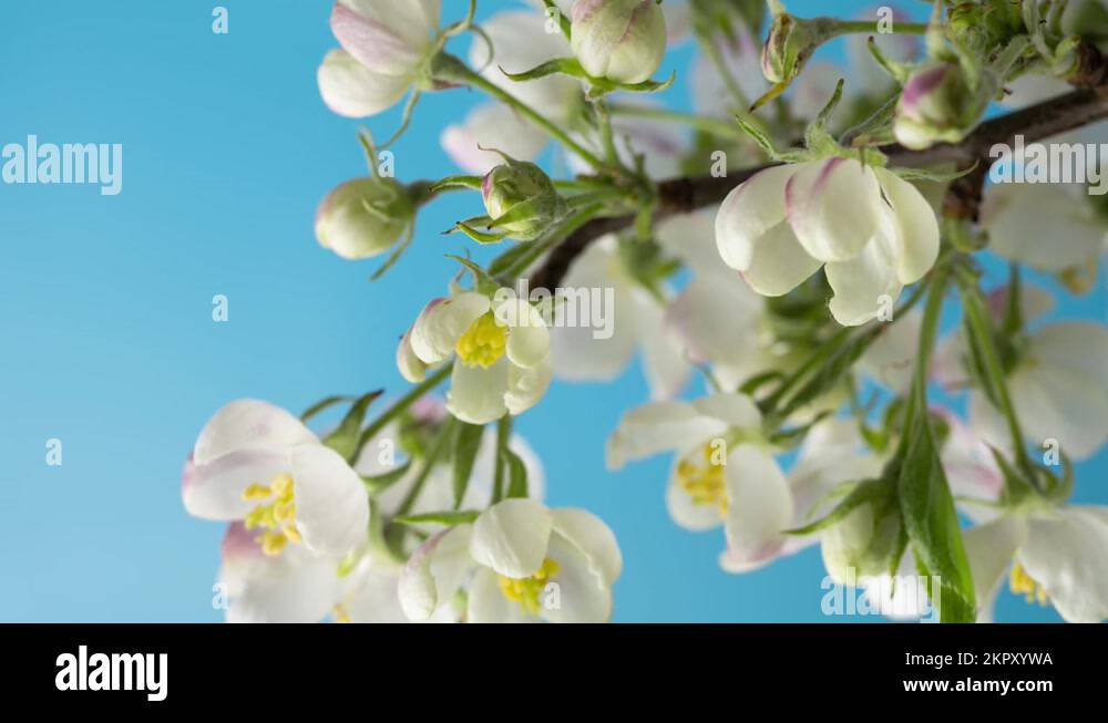 Vertical time lapse footage of white flower buds opening against blue ...