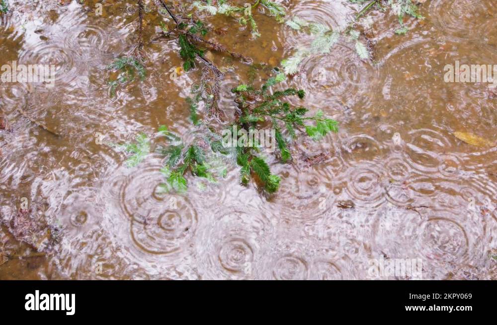 SLOW MOTION CLOSE UP Autumn rain water drops falling into big puddle on ...