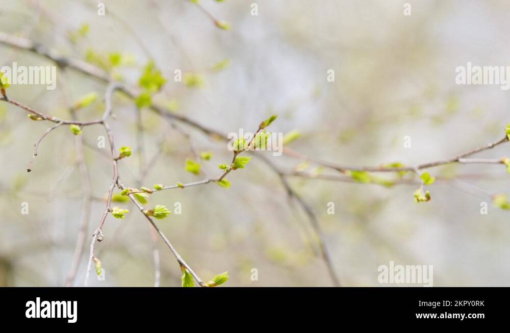 Birch sprout Stock Videos & Footage - HD and 4K Video Clips - Alamy