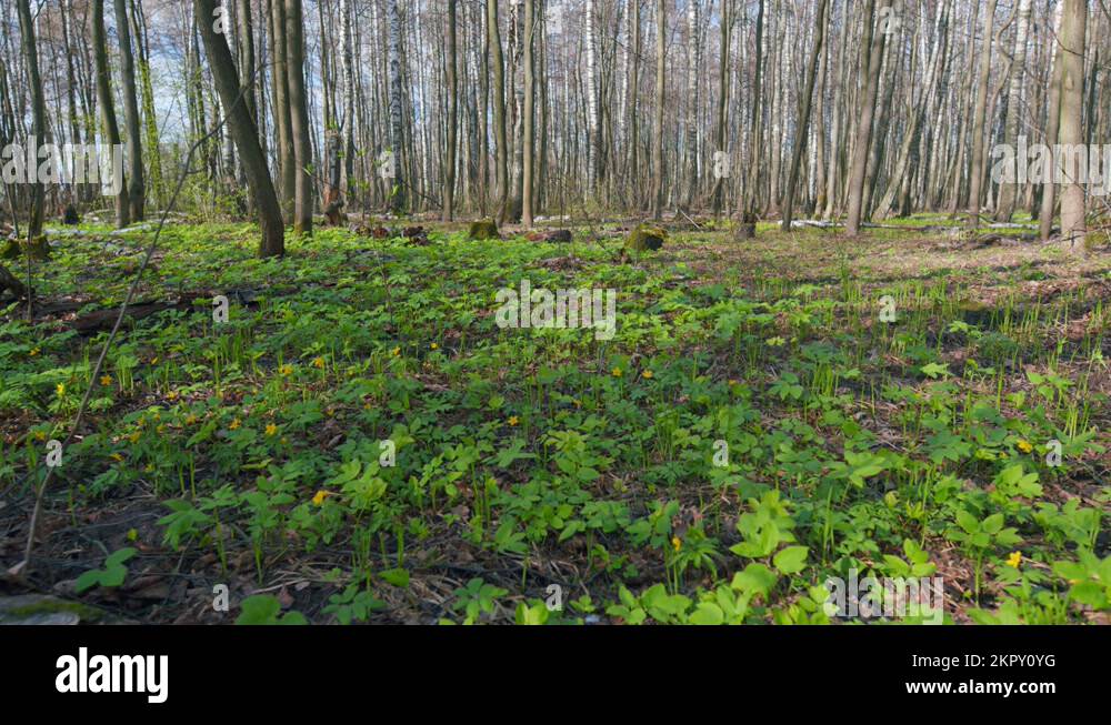 Large deciduous forest. Green forest nature background. Dissolve the ...