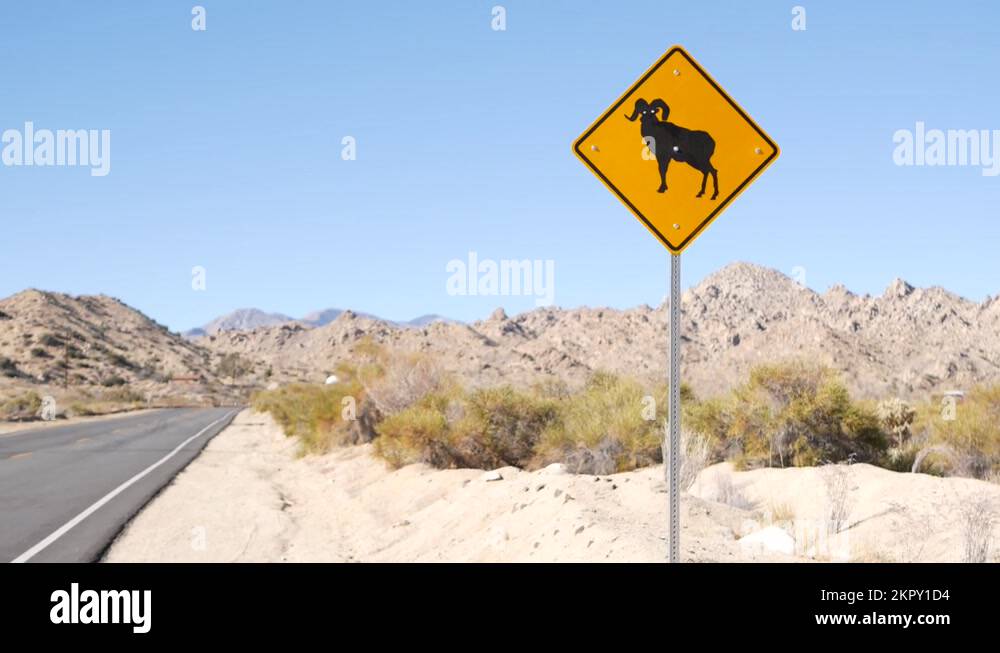 Sign with bighorn sheep Stock Videos & Footage - HD and 4K Video Clips ...