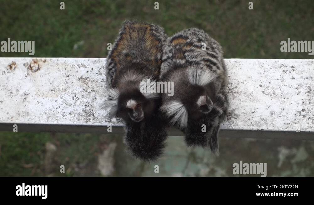 Couple of Marmoset Monkeys on Beam, Top Down View. Animals in Protected ...