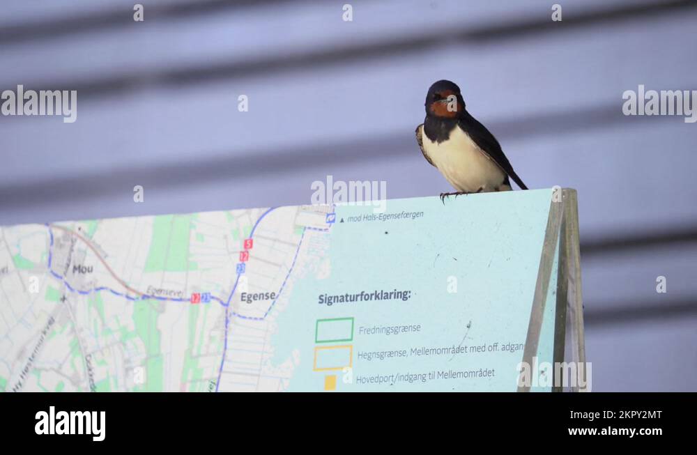 Perching Barn Swallow Bird Over Lille Vildmose Map With Bokeh ...